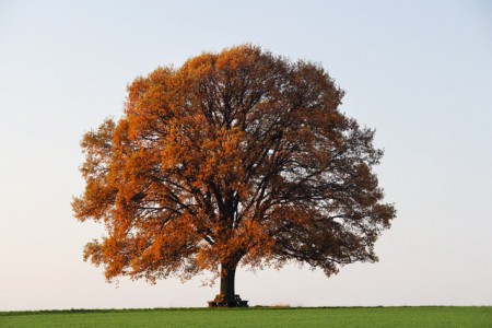 Cómo elegir un árbol
