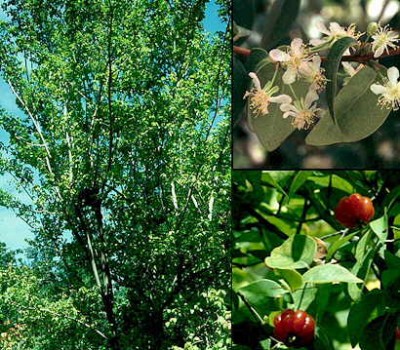 Eugenia - Arbusto - Jardineria