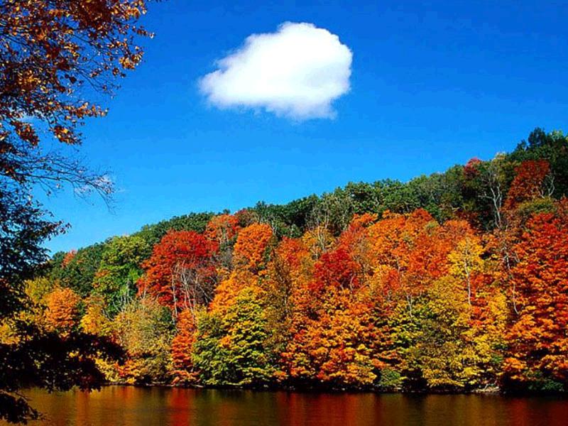 Que es un arbol - Botanica