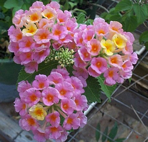 Bandera Española - Lantana camaraGuía de Jardinería