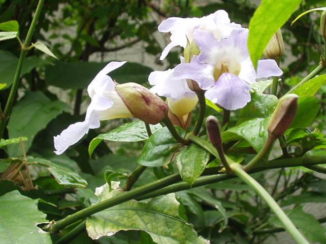 Bignonia Azul - Botanica