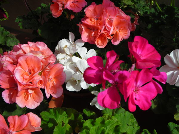 Consejos para cuidar tus geranios - PlantasGuía de Jardinería