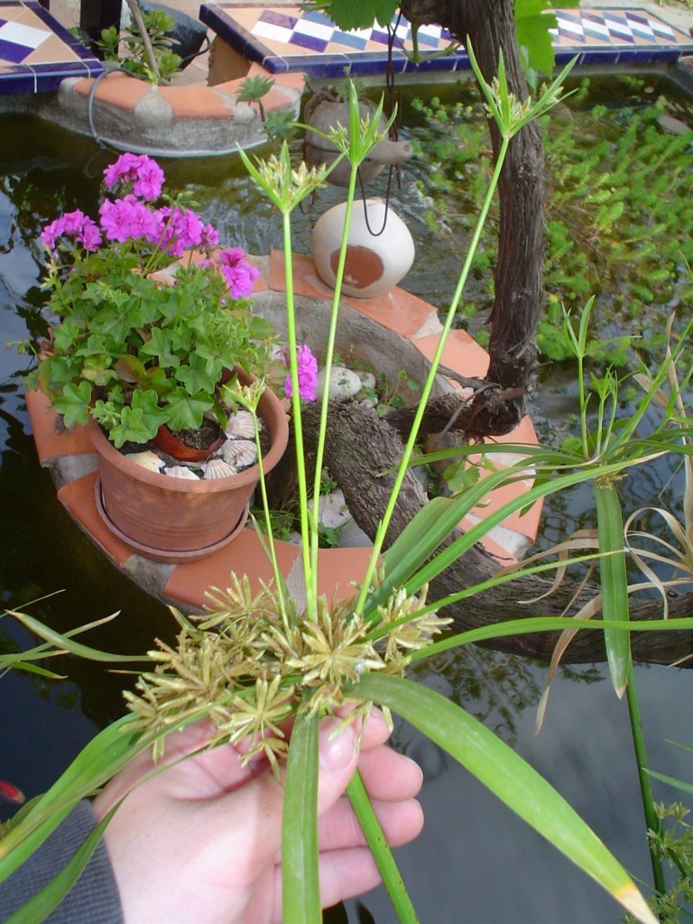 El Paragüitas - PlantasGuía de Jardinería