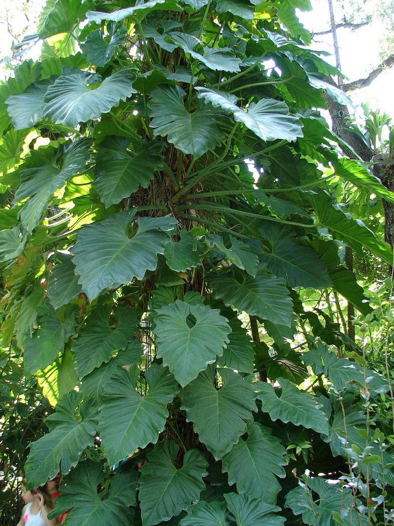 Las plantas trepadoras y sus secretos - Botanica