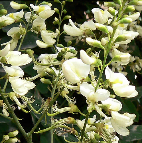 La Sófora - Arboles