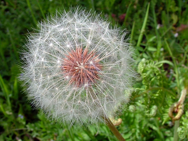 Eliminar malezas - Consejos