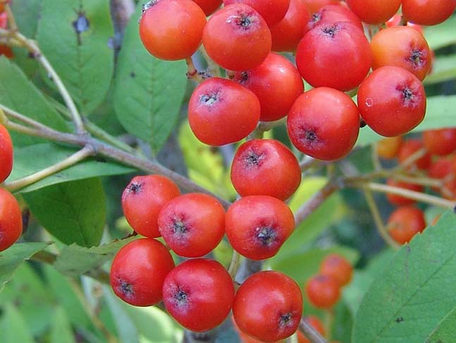 Serbal de los cazadores - Árboles