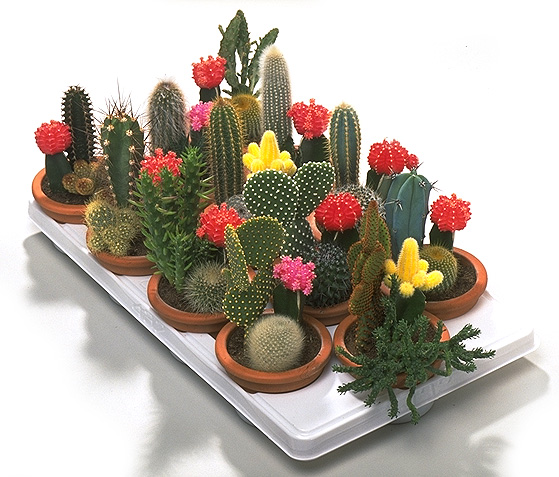Todo sobre cactus y suculentas