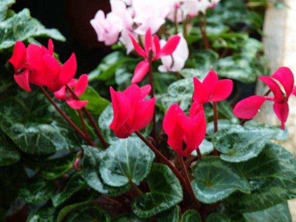 El Ciclamen - Arbustos