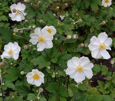 La Anémona, una herbacea perenne que enamoraGuía de Jardinería