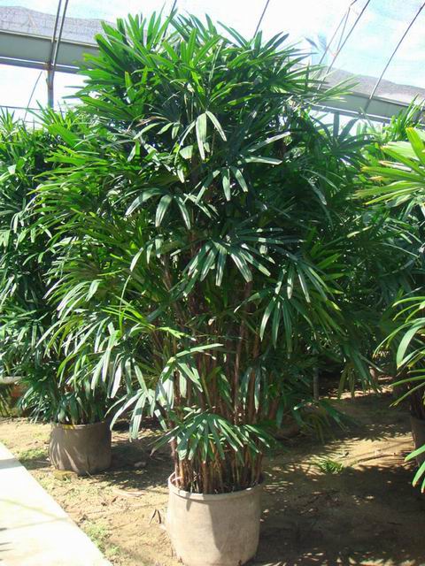 El Rafis - Plantas Interior