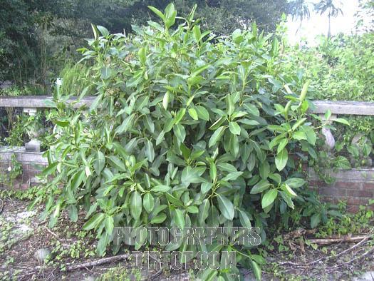 Otras especies y variedades de Ficus