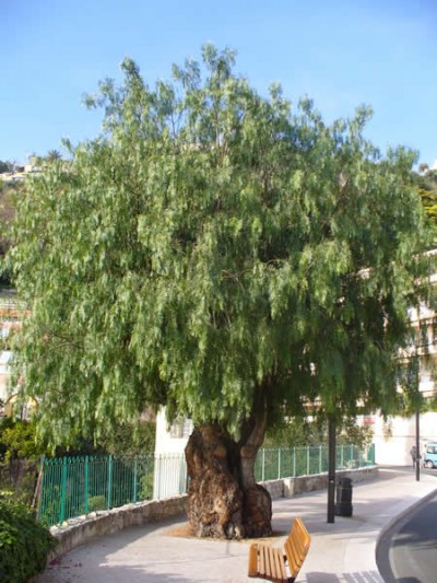 Árboles: Aguaribay