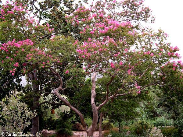 Árboles pequeños: el Crespón