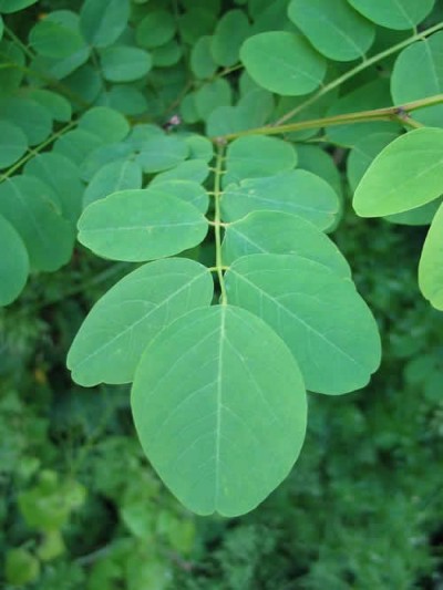 Arboles pequeños: Acacia Bola