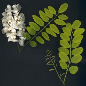 Arboles pequeños: Acacia Bola