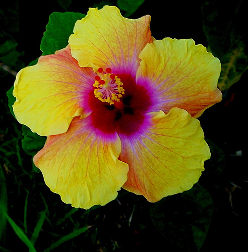 Cayena, una flor tradicional