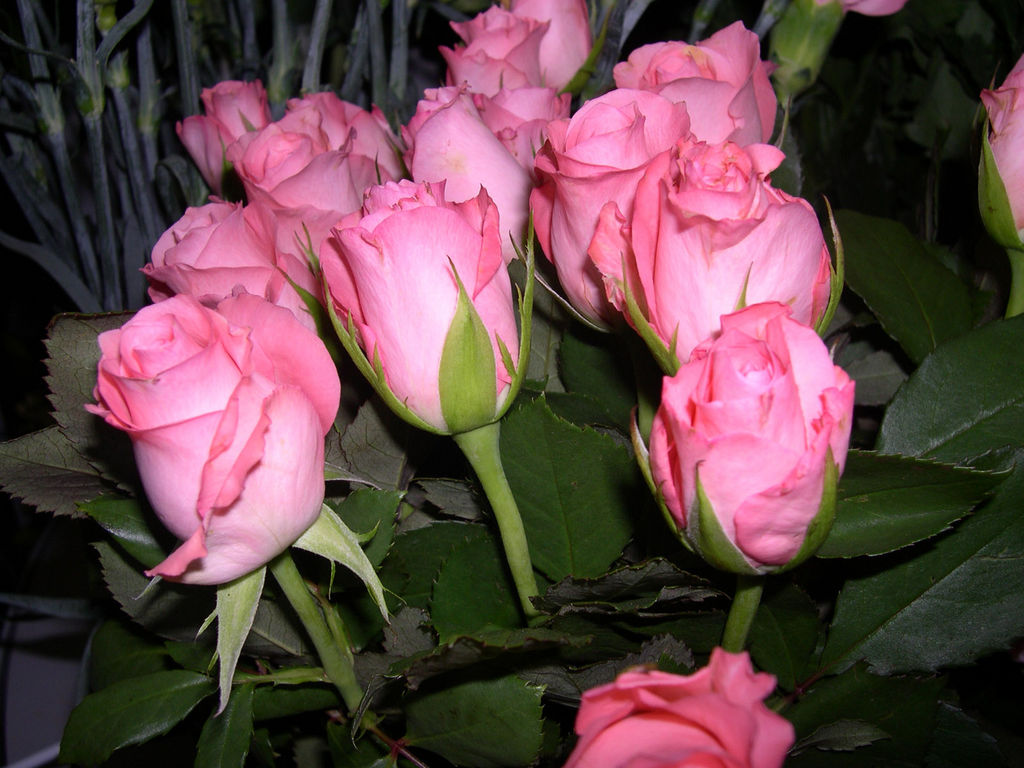 Cultivo de la rosa