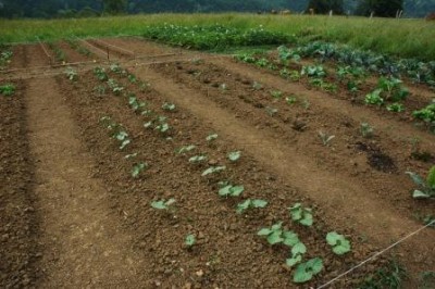 Cultivos de invierno en un huertoGuía de Jardinería