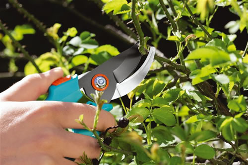 Poda de formación para enredaderasGuía de Jardinería