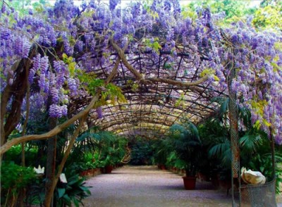 Poda de formación para enredaderasGuía de Jardinería