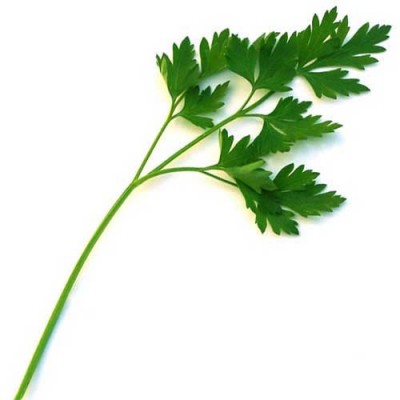 Perejil en casa