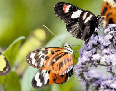 Algunas ideas para atraer a las mariposas a tu jardín
