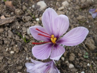 Cultiva azafrán en tu jardín