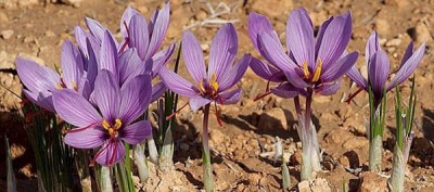 Cultiva azafrán en tu jardín