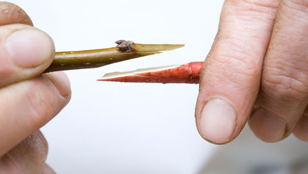 Reproducción por injerto