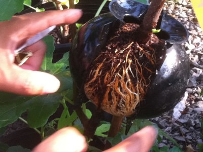 Reproducción por acodo