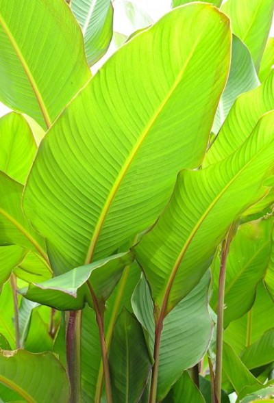 La canna musifolia