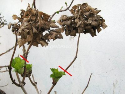 La poda de la hortensia