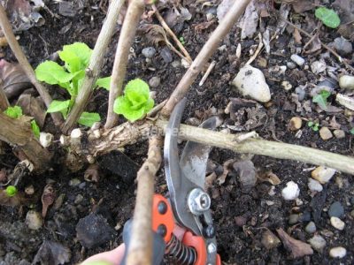 La poda de la hortensia