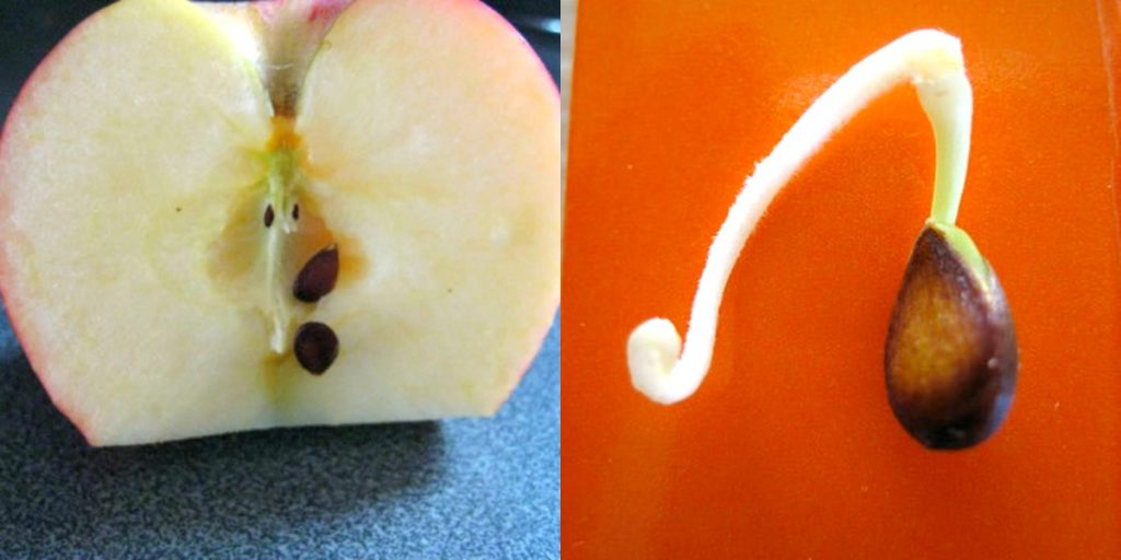 Cómo cultivar un manzano desde una semilla