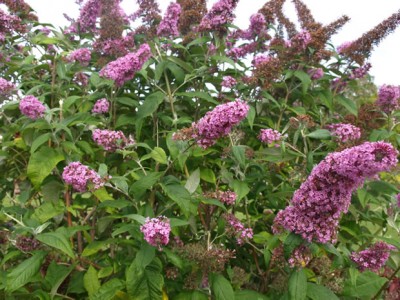 Conoce a la buddleja o buddleia