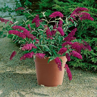 Conoce a la buddleja o buddleia