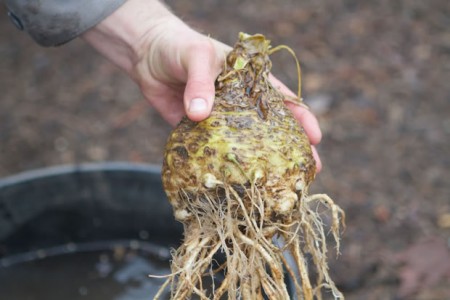 Conoce al Apionabo y su recolección