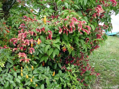 El beloperone o lúpulo de interior