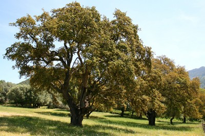 Árboles: Alcornoque mediterráneoGuía de Jardinería
