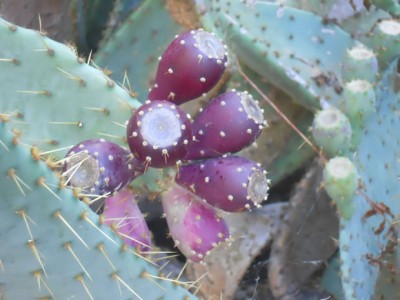 El cactus mesoamericano ChumberaGuía de Jardinería