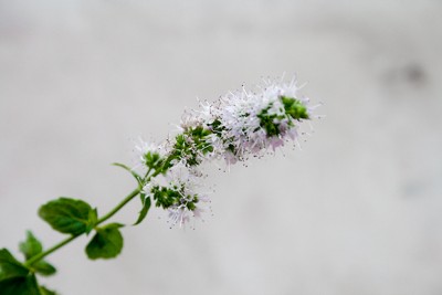Cómo cultivar hierbabuena en maceta
