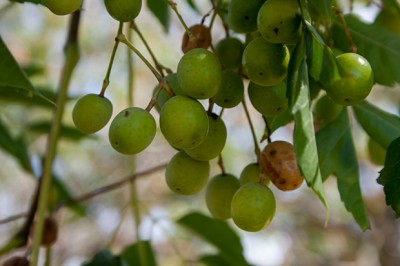 El árbol del paraíso o cinamomo: qué es y cómo se cultivaGuía de Jardinería