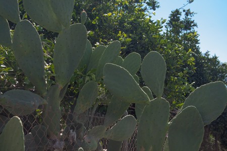 El cactus mesoamericano Chumbera