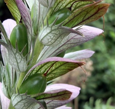 El acanto común: la planta ornamental por excelencia