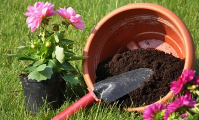 Cómo trasplantar correctamente una planta
