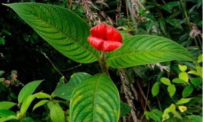 Psychotria elata, la flor con forma de labios carnososGuía de Jardinería