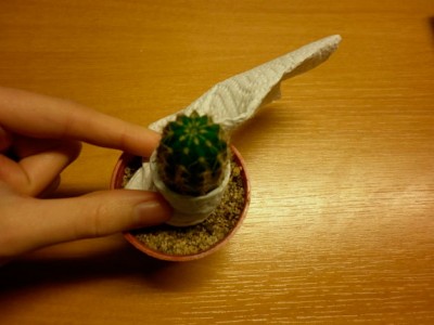 Cómo injertar cactus paso a paso