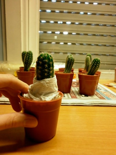 Cómo injertar cactus paso a paso