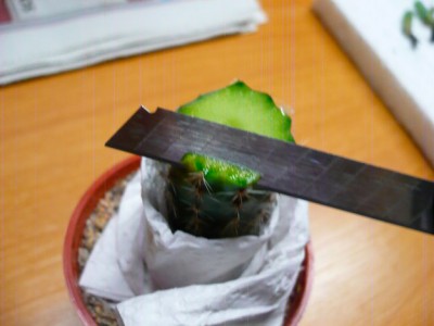 Cómo injertar cactus paso a paso